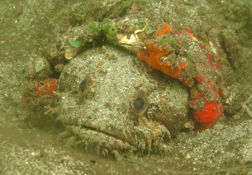 Shorelines » Blog Archive The Ugly Fish That Sings Its Own Song ...