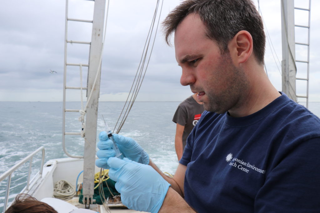 Shark Tagging - Chesapeake Research Consortium