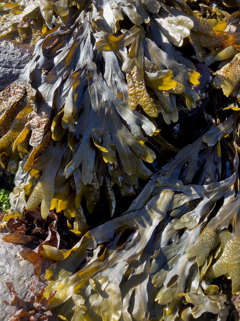Shorelines » Blog Archive Creating Living Shorelines on San Francisco ...