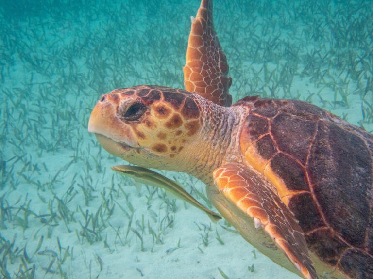Shorelines » Blog Archive 3 Animals Helping Us Track Plastic Pollution ...